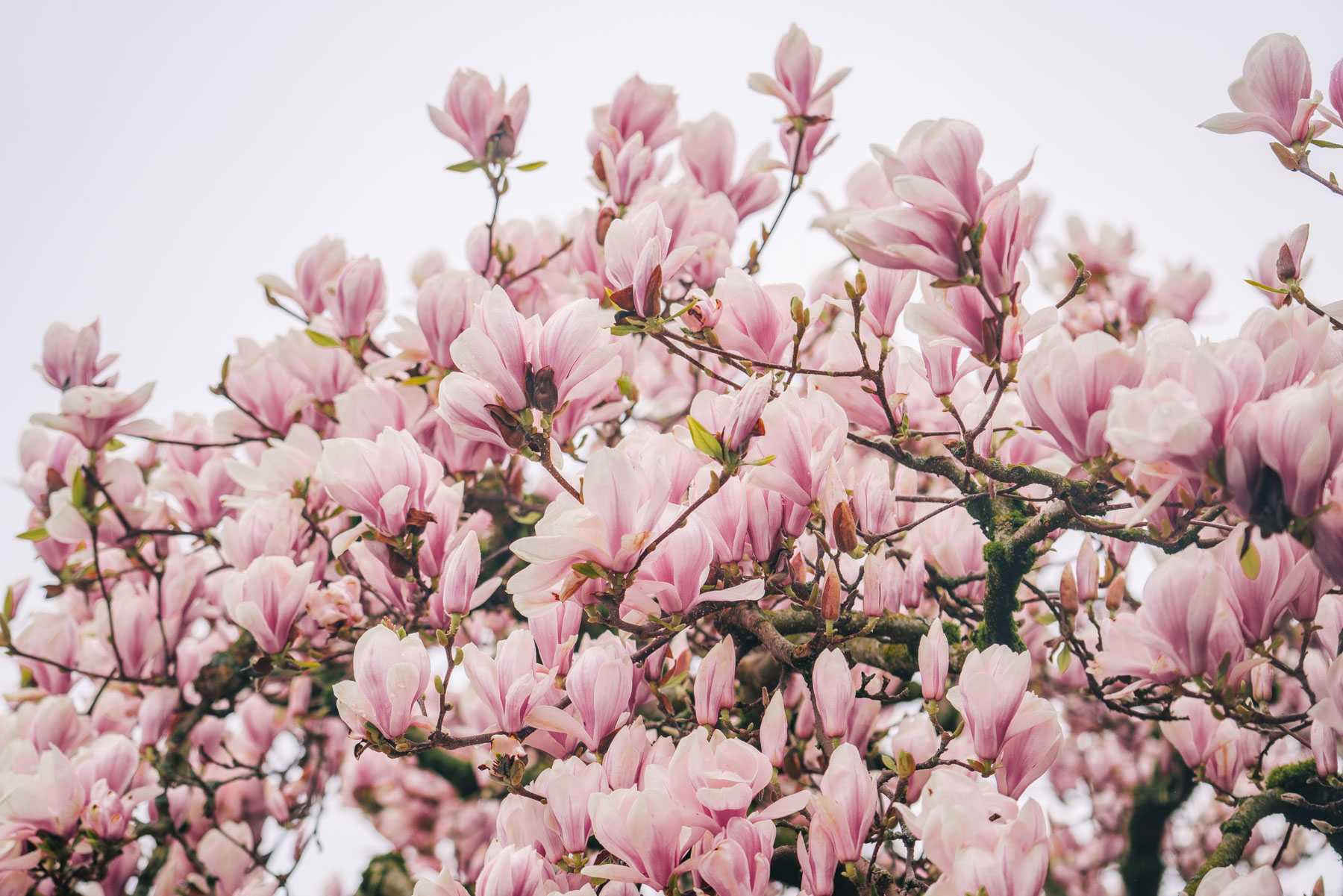 15+ FUN Spring Activities in Portland, Oregon (Local's Guide)