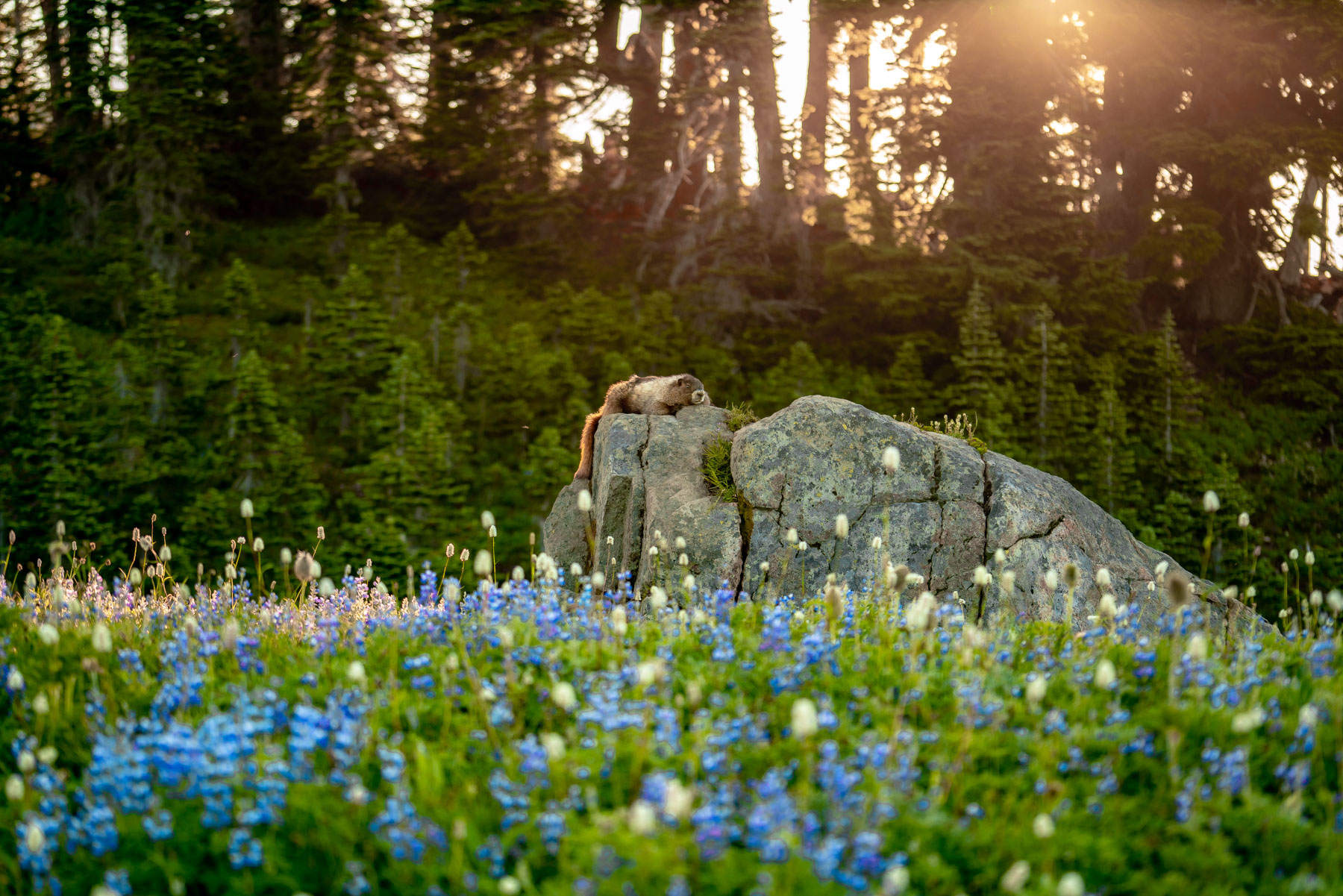 10+ EPIC WILDFLOWER Hikes at MT. RAINIER National Park (+Photos)