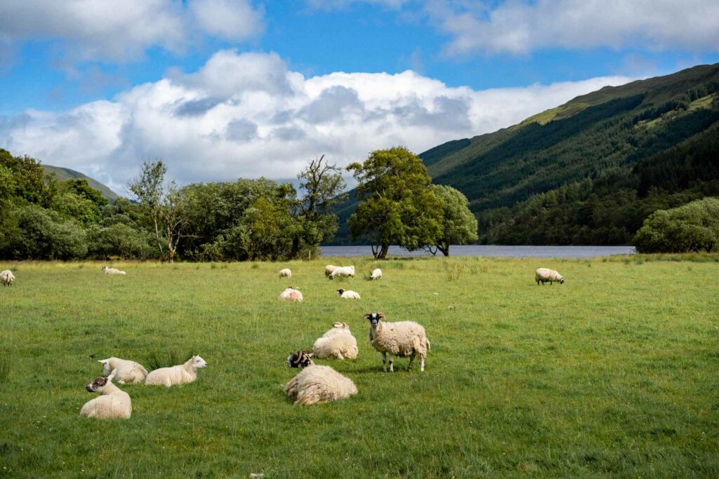 A Helpful Guide to Visiting Scotland (+ Very Fun Things to Do)