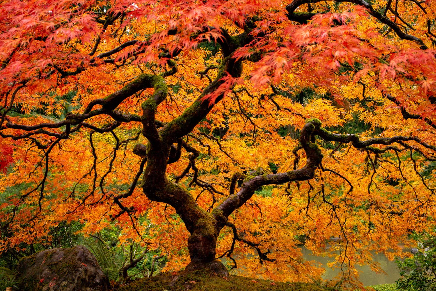 15 STUNNING Spots for Fall Color in Portland, Oregon (+Photos)